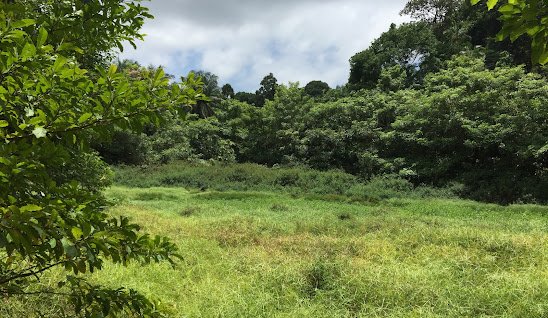 Ngezi Forest Reserve